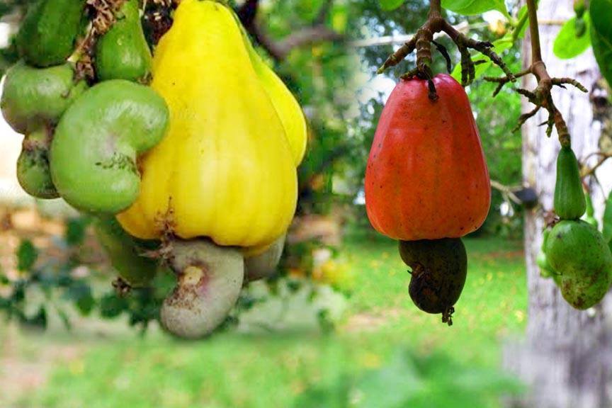 கொல்லாம் பழம் Kollam Pazham (Kollam palam) in kanyakumari District ...