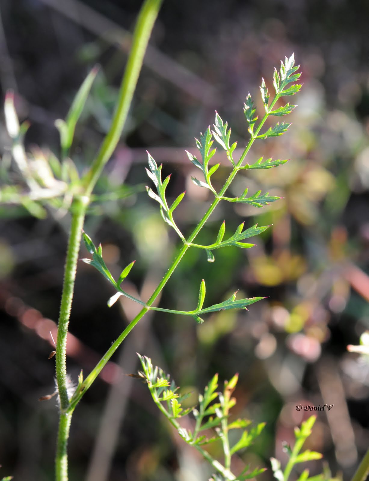 Macrophoto plaisir passion: La carotte sauvage, daucus carota