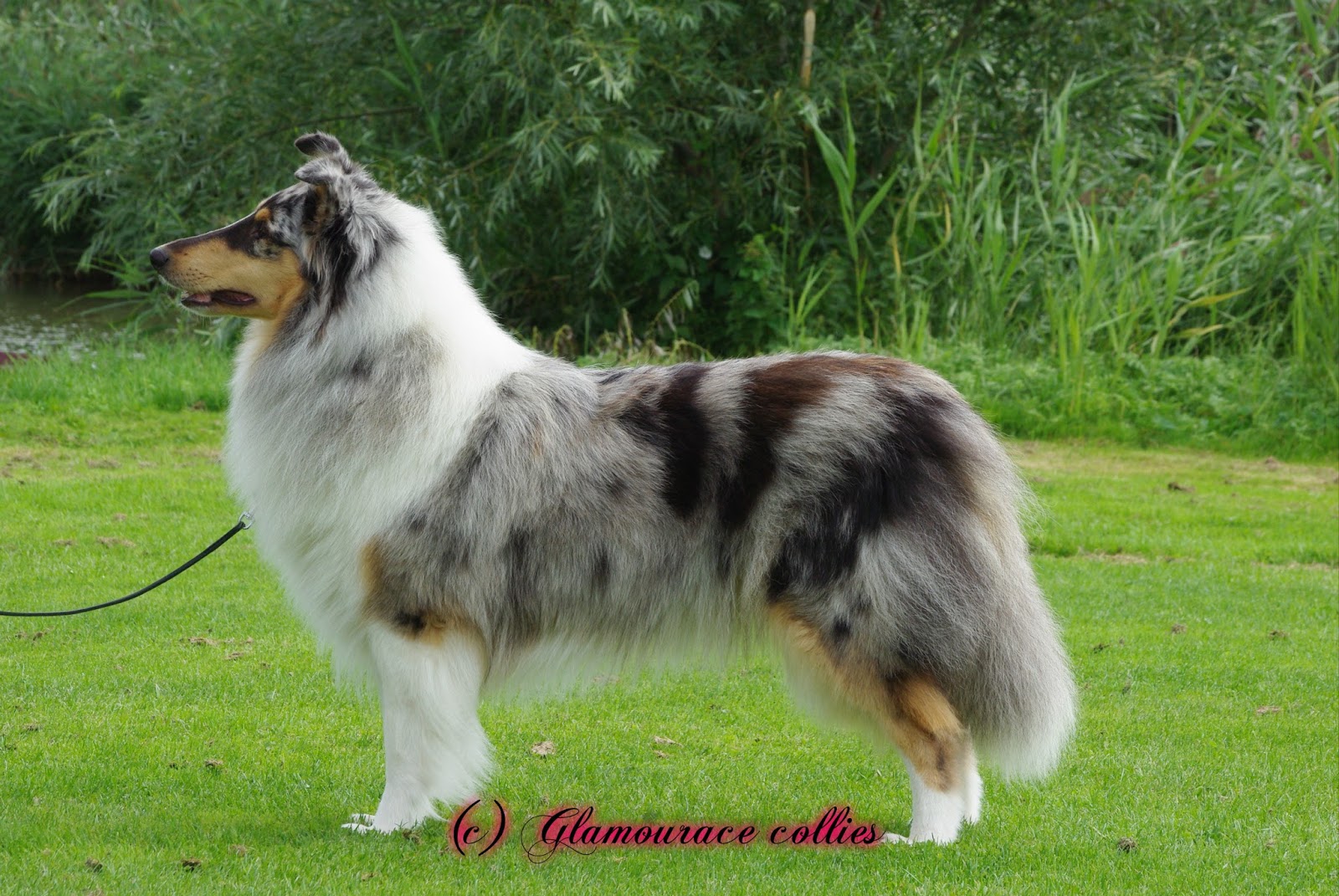 Glamourace Collies: New pictures of Star