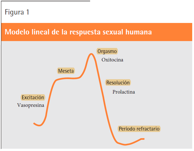Una mirada a través de la mente: La respuesta sexual humana