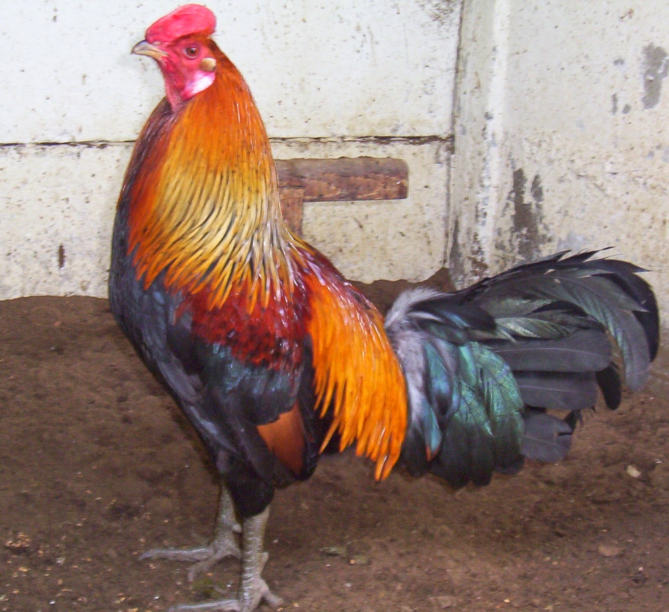 ALL CHICKEN BREEDS FROM FRANCE