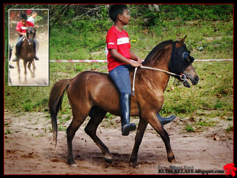 KUDA KELATE: Koleksi Kuda - PADI C