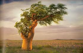 Namibia Reservations: Plants, Trees and Flowers - Namibia