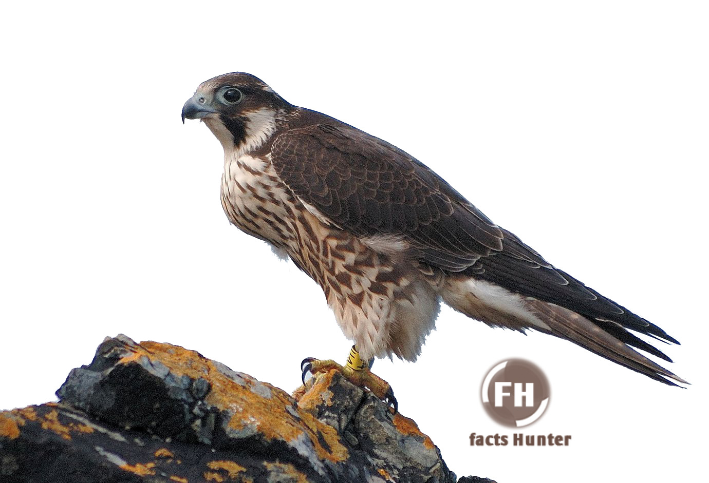 Bird's Lifestyle: Peregrine Falcon - National Bird of Angola