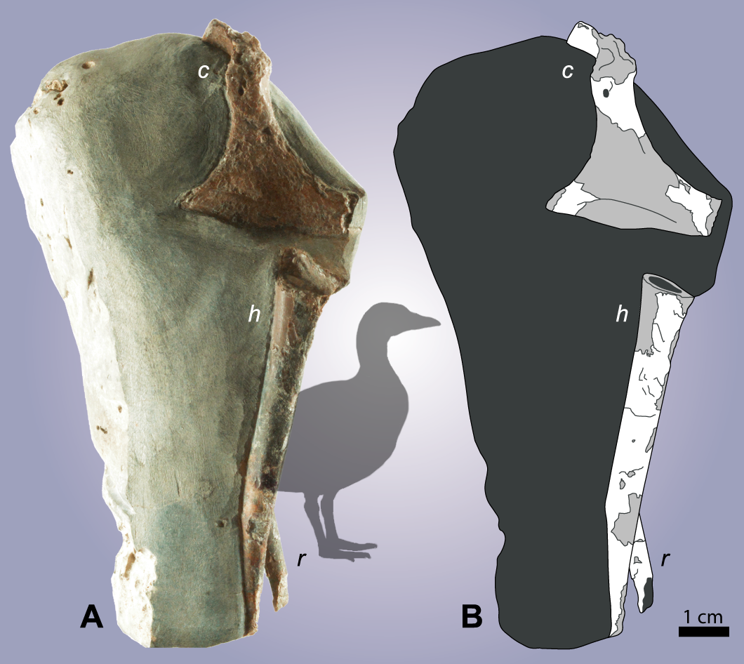 Species New to Science: [PaleoOrnithology • 2017] Maaqwi cascadensis ...