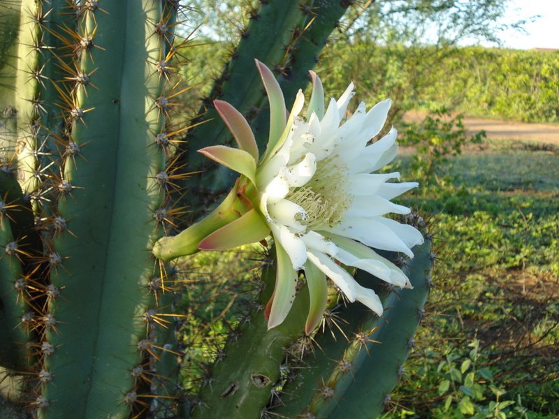 ser tão/sertão: FLOR DO MANDACARU (OU O INSTANTE DA VIDA)