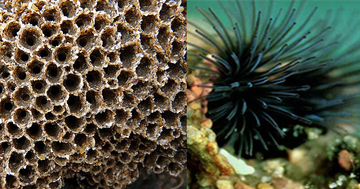 biomimicry KTH: Sand Castle Worm - Cecilia Rudström