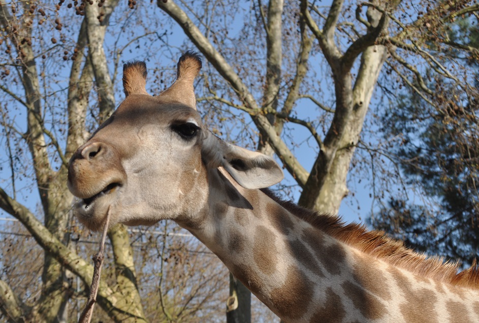 ZOOTOGRAFIANDO (6.100 ANIMALS): JIRAFA / GIRAFFE (Giraffa camelopardalis)