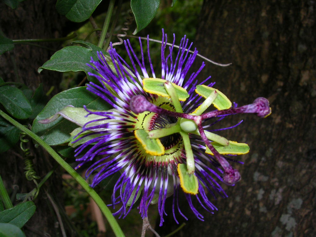 Terra Nostra: PASSIFLORAS - Passiflora sp.