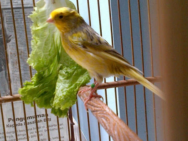 Jenis Burung Kenari