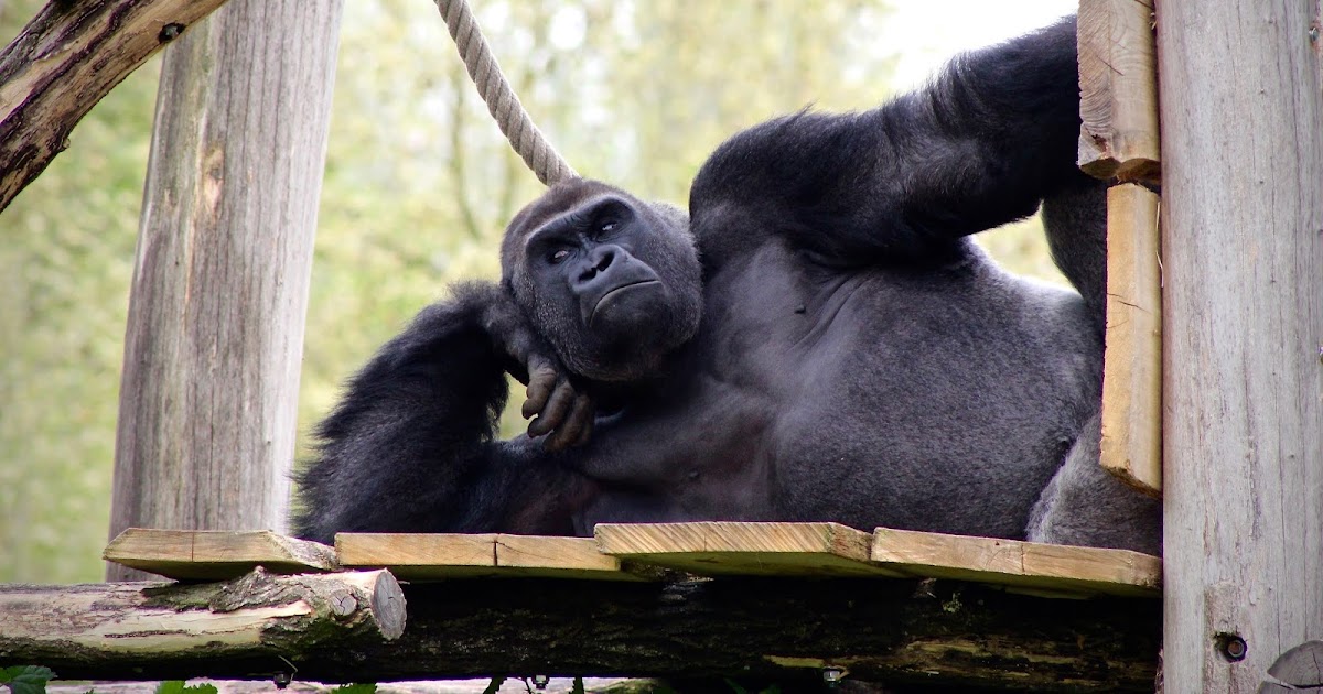 "800-pound gorilla" nghĩa là gì?
