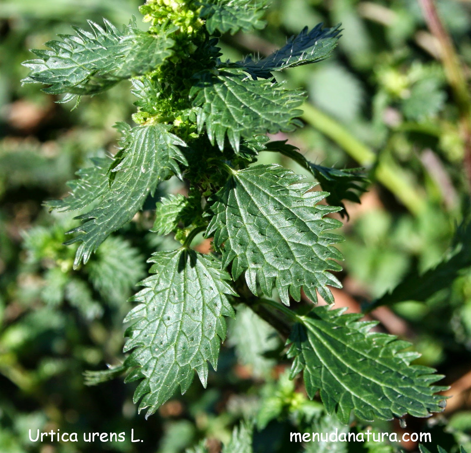 Menuda Natura: Urtica urens L.