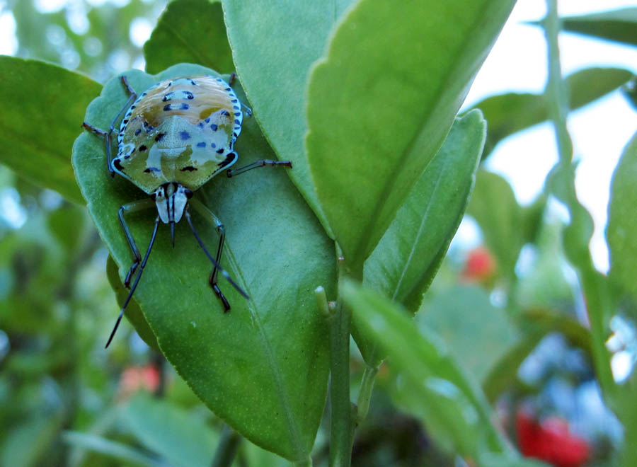 S T i l e T To: Meanies and Crawlies on my Calamansi