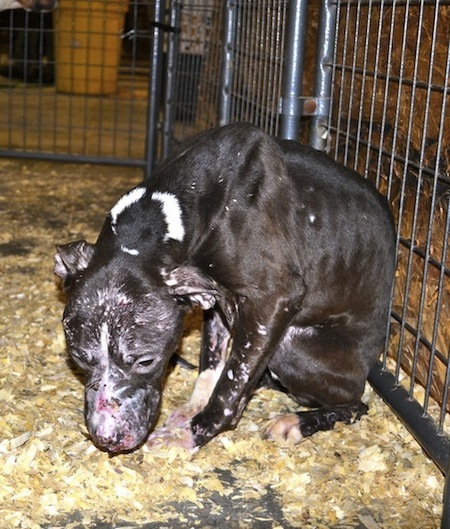 Justice For Mary - Animal Advocacy: 149 neglected dogs were seized from ...