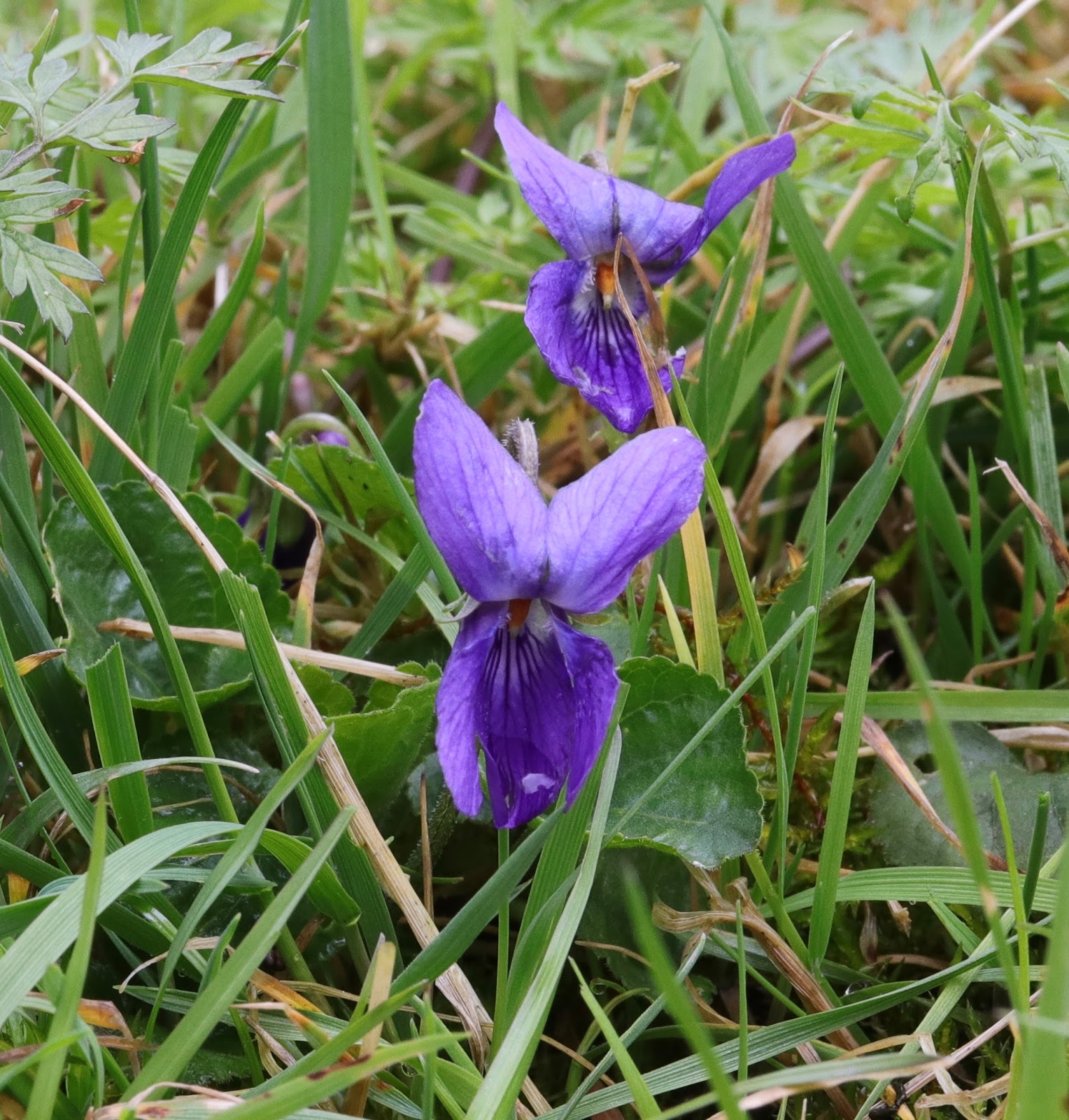Violets and others: Sweet Violet ( Viola ordorata ) and variants