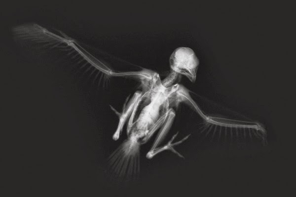 The Cryptic Corridor: Animal X-Rays