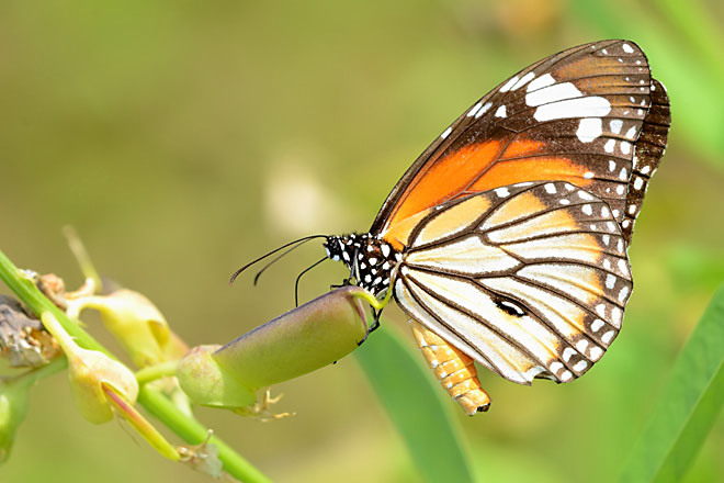 Beauty of Fauna and Flora in Nature: "Tigers" @ Gardens By the Bay