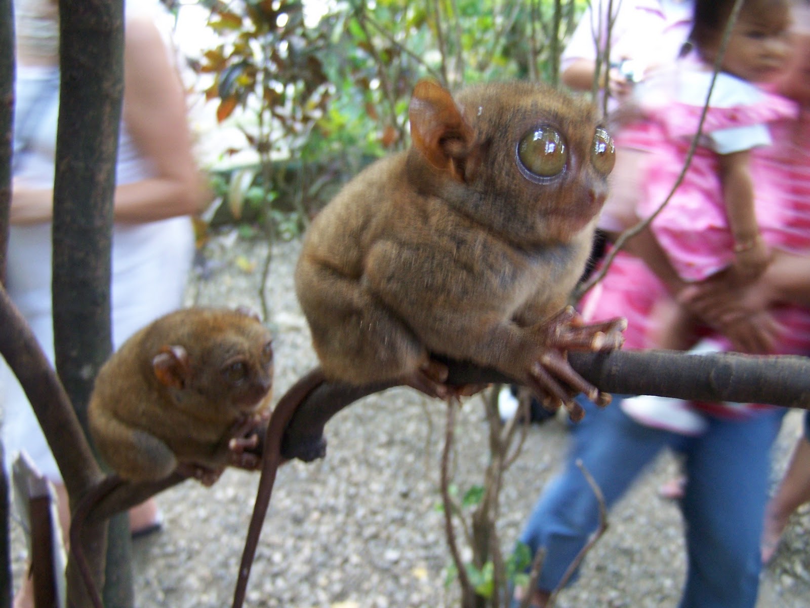 FOODYHOLIC'S Choice: CHOCOLATE HILLS, Bohol, Philippines