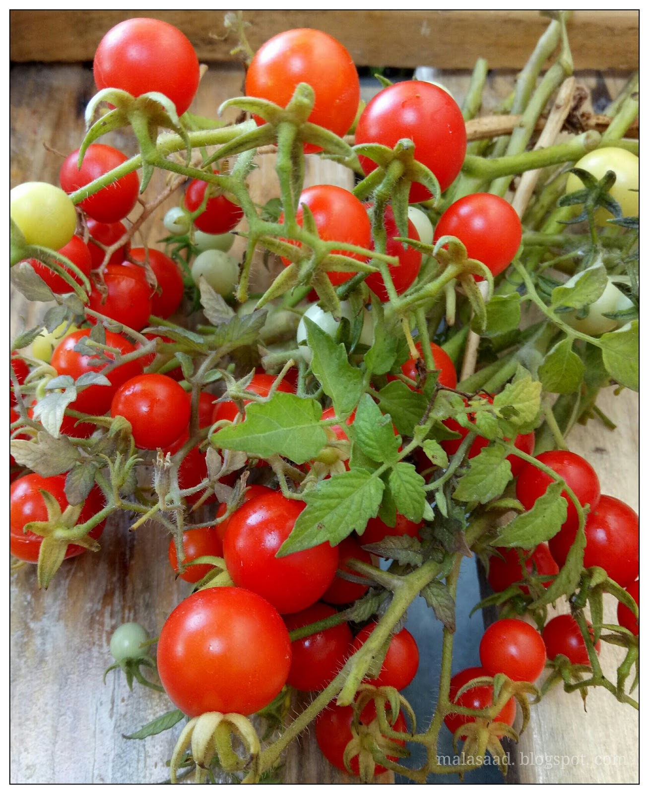 My Green Eye's: My Tomato Cherry