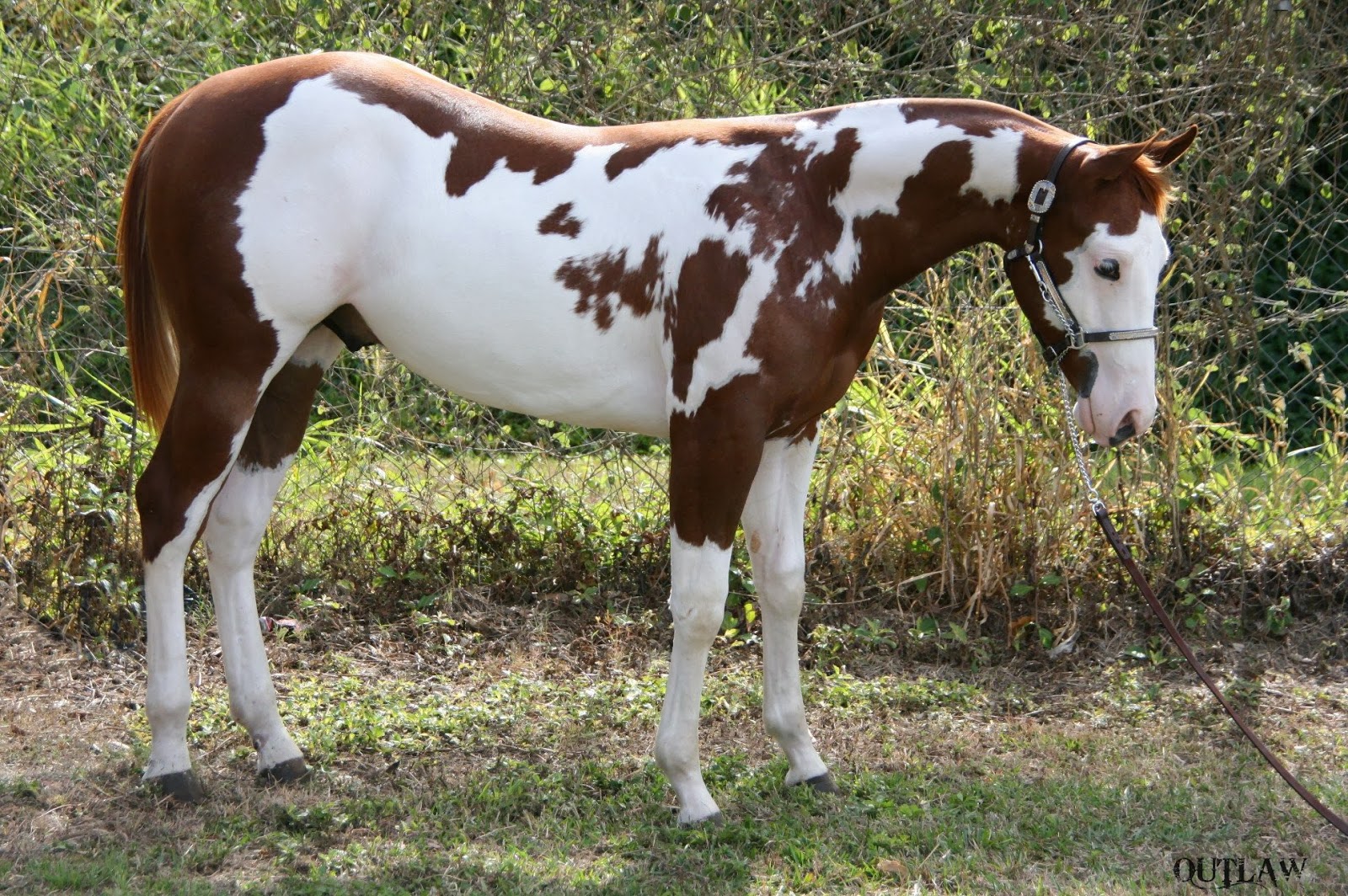 Híres Lovak Legendái: képek