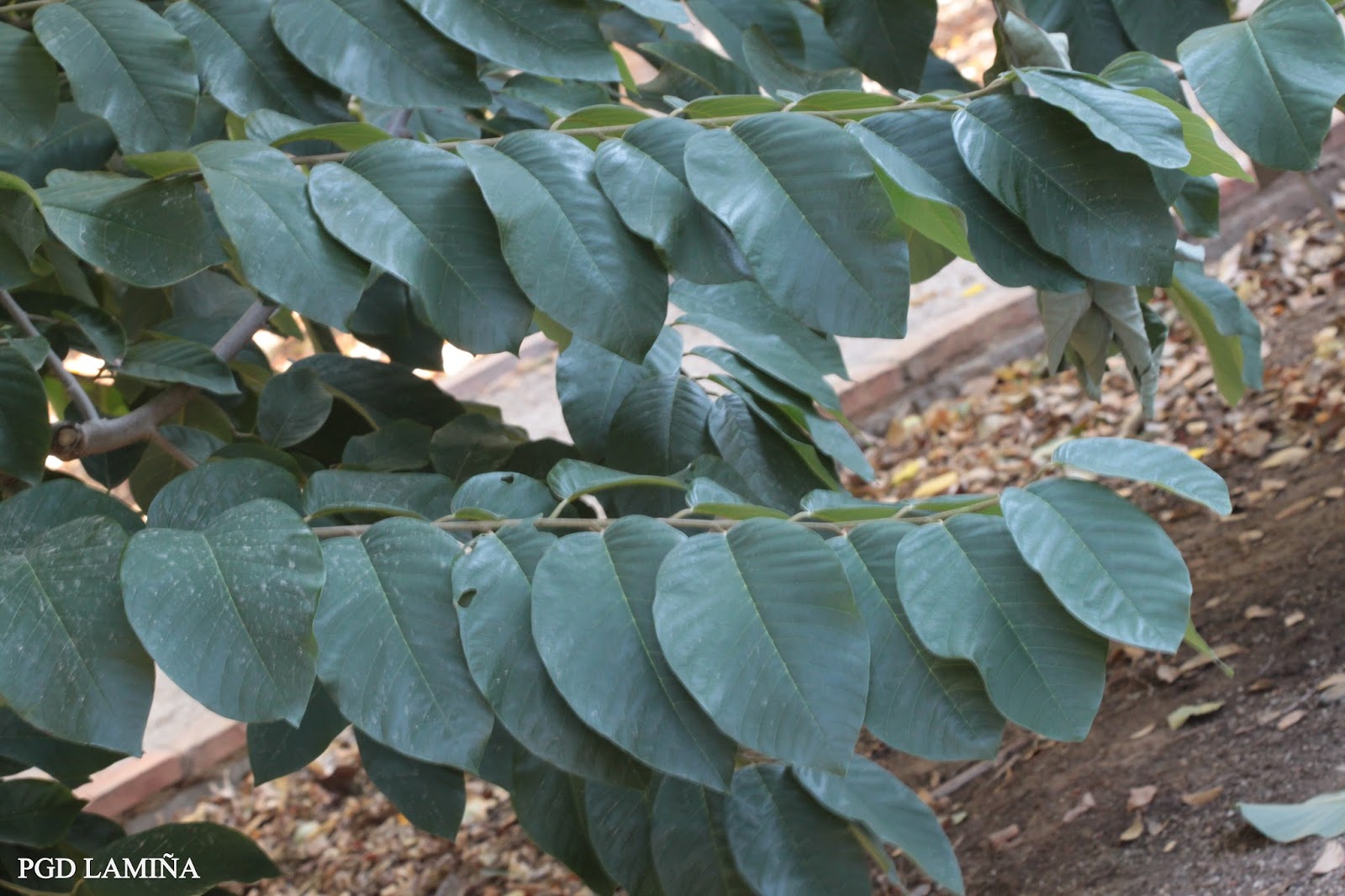 ANNONA CHERIMOLA. chirimoya o chirimoyo.