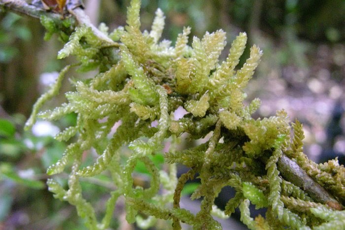 Catalogue of Organisms: The Trials and Tribulations of Tree Moss