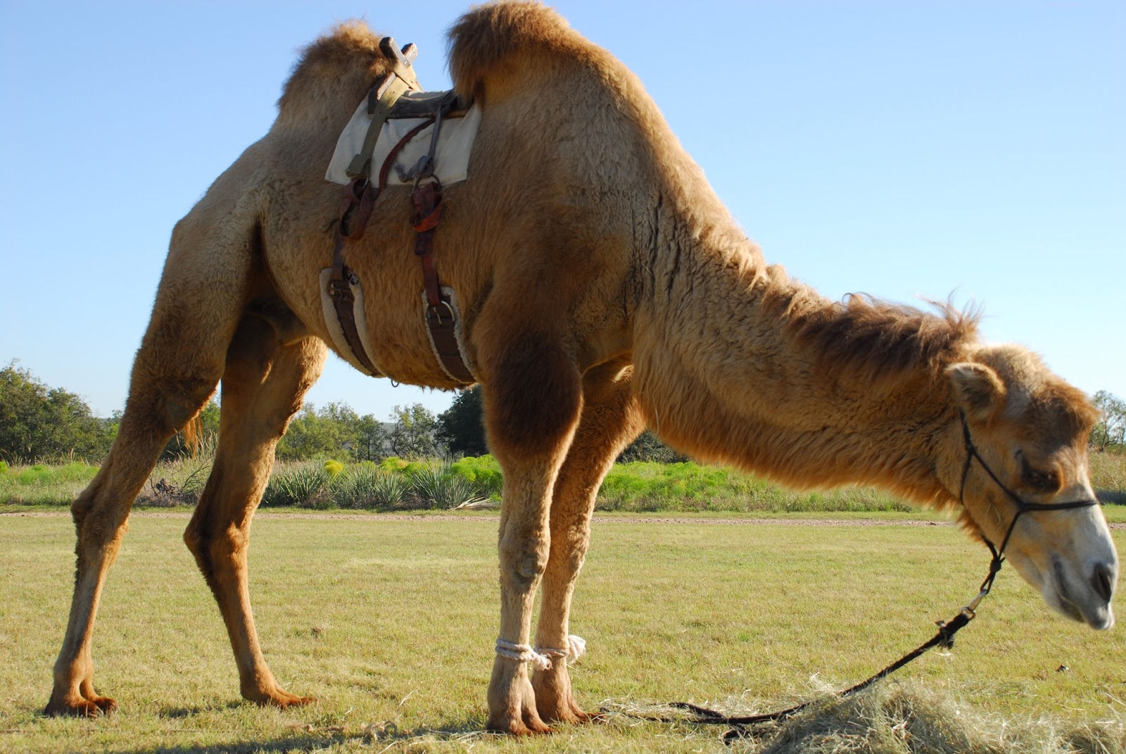 Texas Mountain Trail Daily Photo: Be a Part of the Texas Camel Corp ...