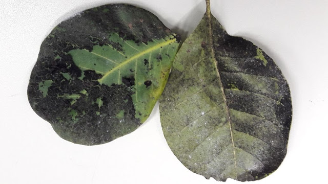 Fumagina no limão (Capnodium citri) - Herbário Virtual de Fitopatologia ...