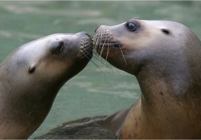 Adorable animals kissing | Amazing Creatures