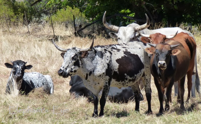 Elephant's Eye: Nguni cattle each one different