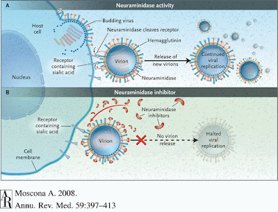 Biology matters: Tamiflu Mode Of Action (MOA)