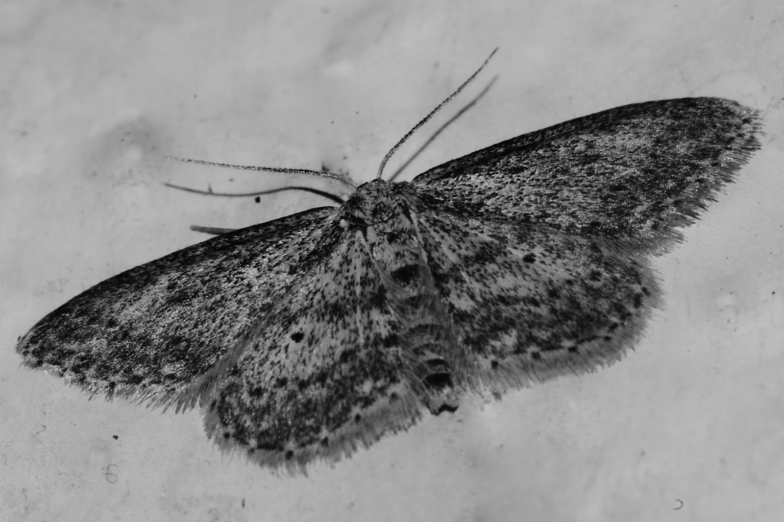 The Poor Mouth: A small grey moth