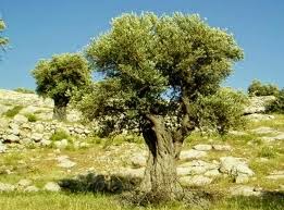 Maslinul - arborele biblic