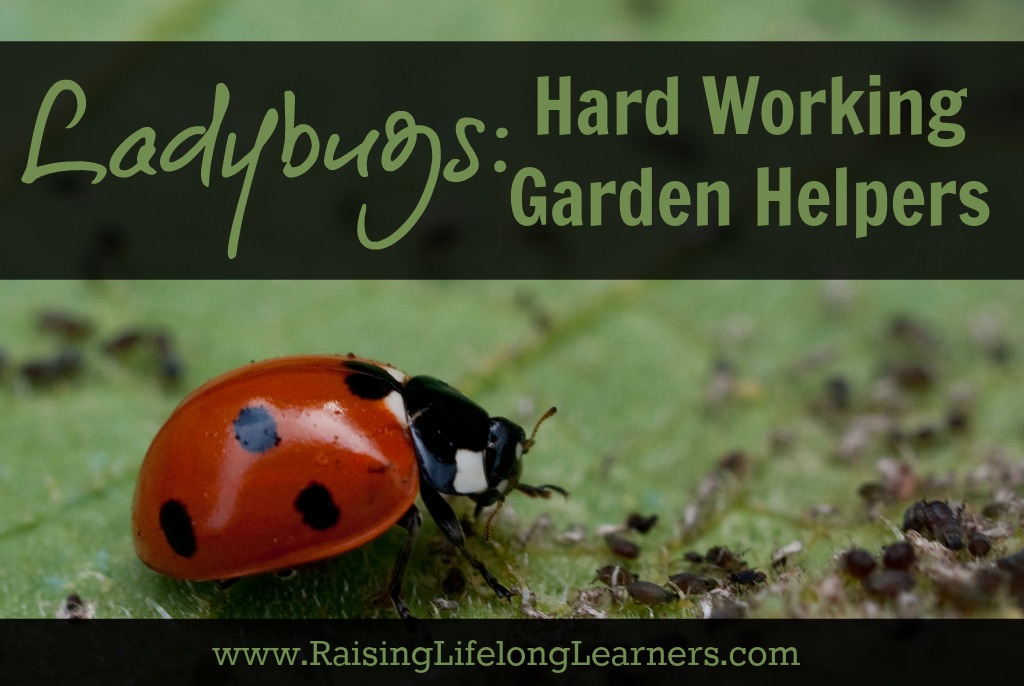 HANDS-ON-BOOKS: Info & Activities for Curious Kids: Ladybugs: Hard ...