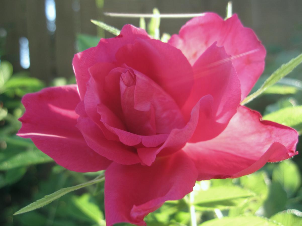 Arrowhead Alpines Blog: Baby picture!