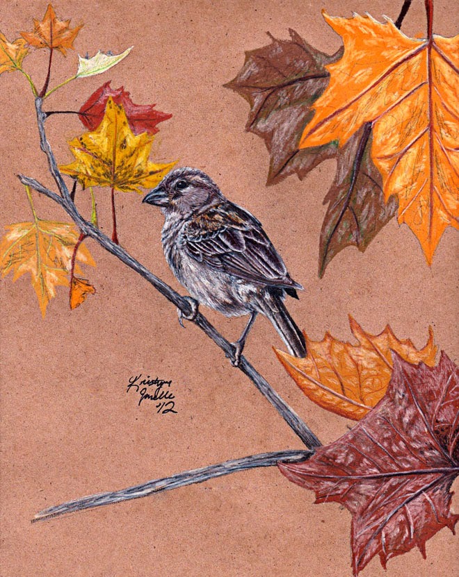 25 Best Bird Drawings For Your Inspiration!