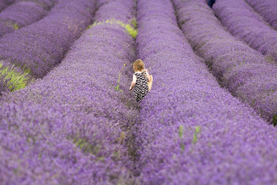 10 Fakta Bunga Lavender Yang Menarik - SEGALA FAKTA