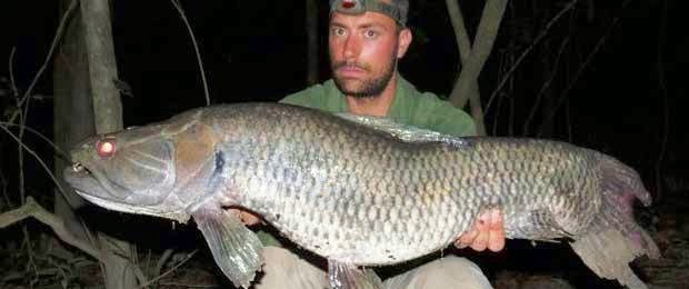 Mengenal Ikan Srigala (Hoplias Aimara)