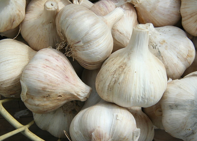 FUN FACTS ABOUT GARLIC