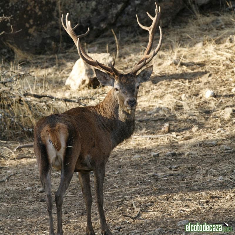 caza: CIERVO