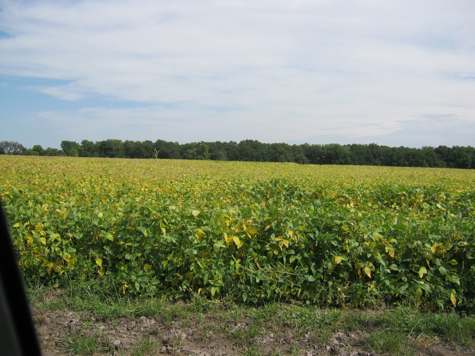 Observations in Agriculture: Soybean Condition