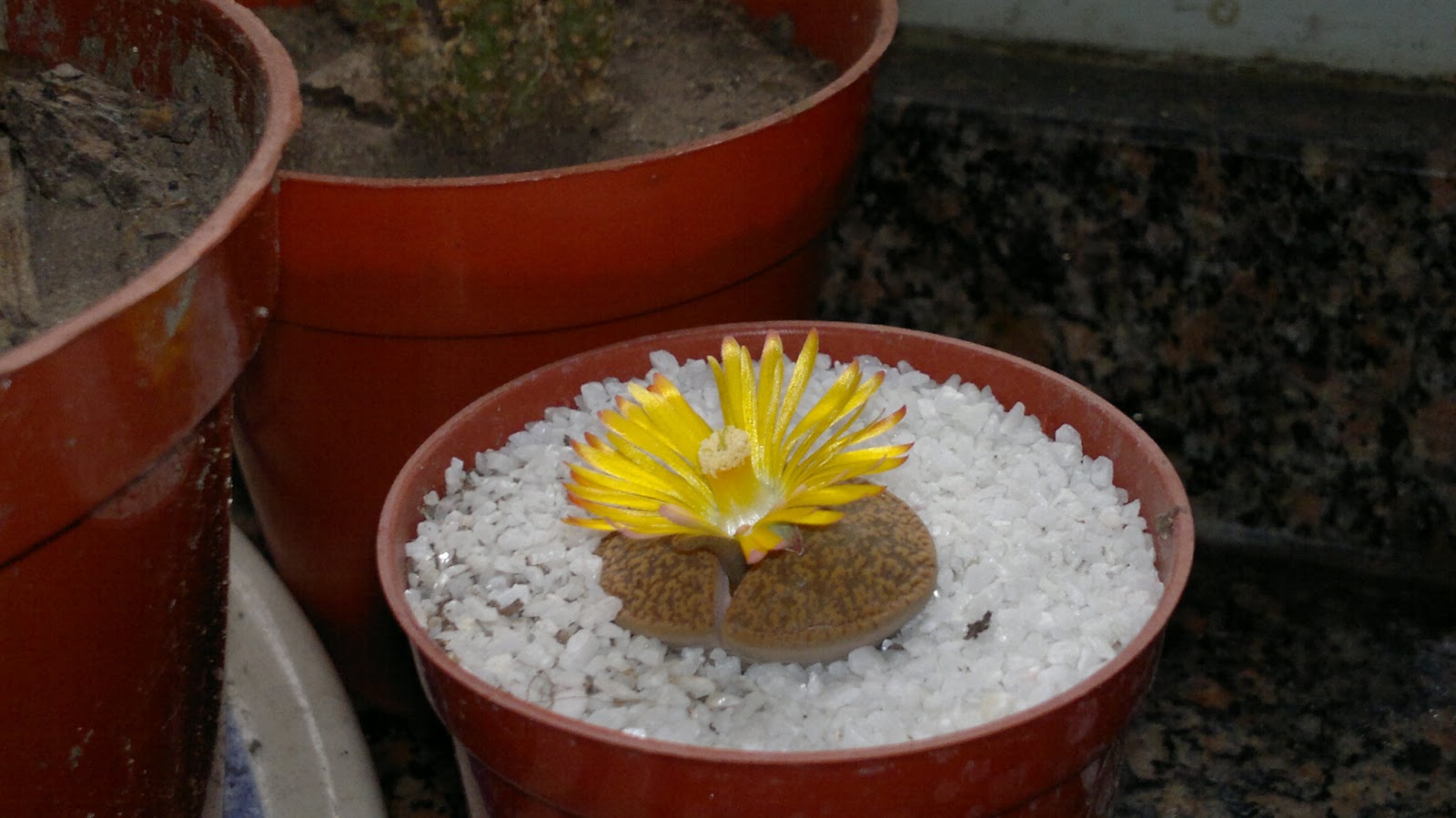 Libra Cactus: Pata de elefante en flor.