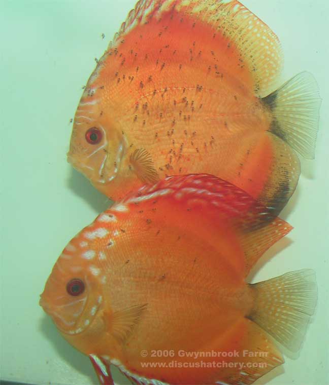 Discus: Discus Fish Pair With Fry
