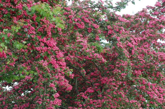 Spirit Whispers: Hawthorne... the white & the red