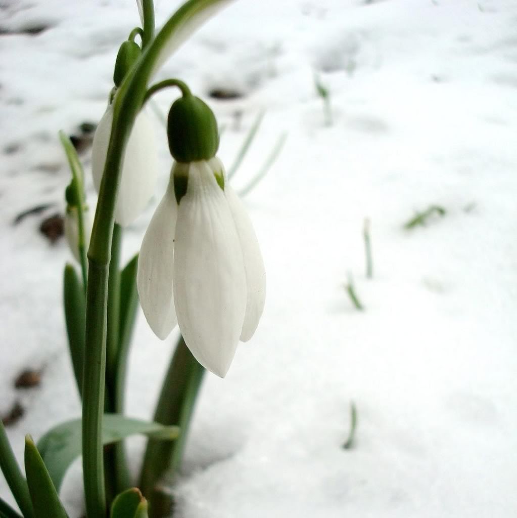 O Picătură de Suflet: Poezii pentru copii