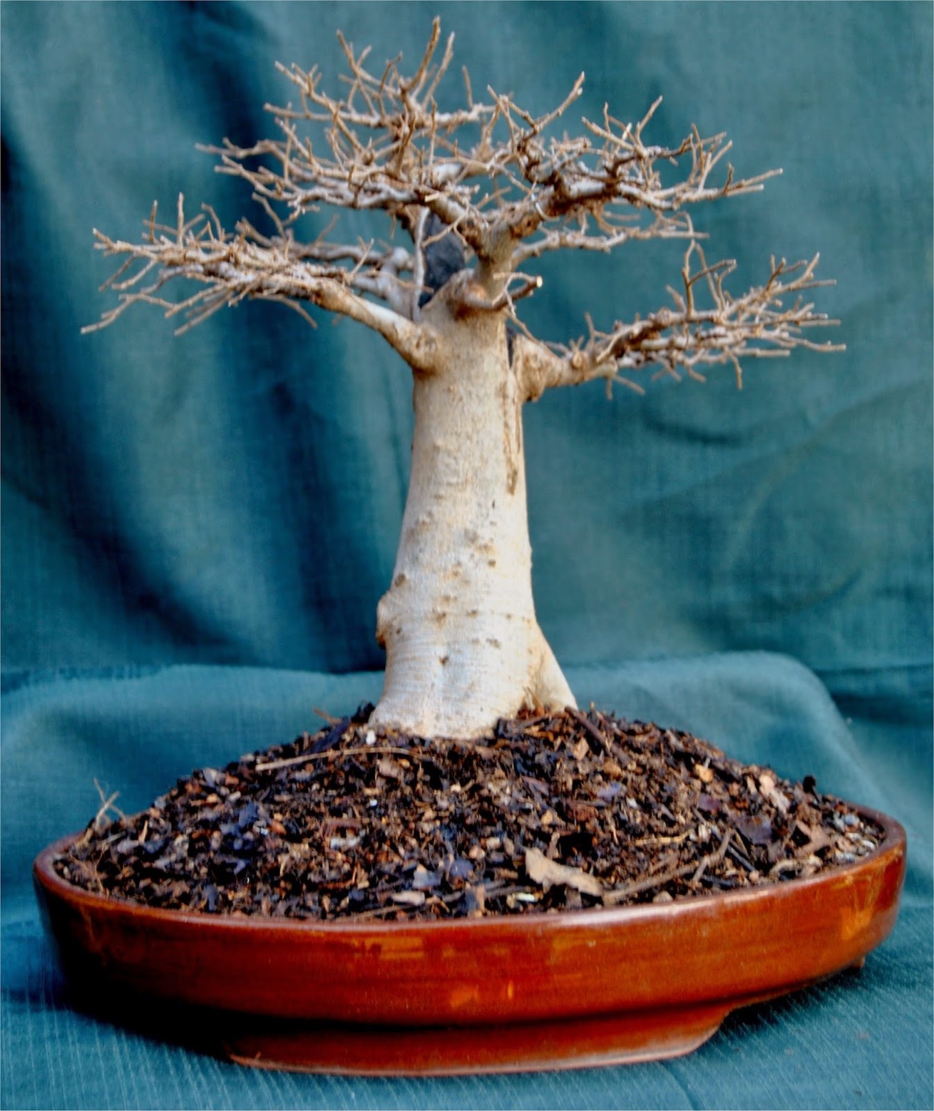 LENNARD'S BONSAI BEGINNINGS.: Celtis in a Baobab style.