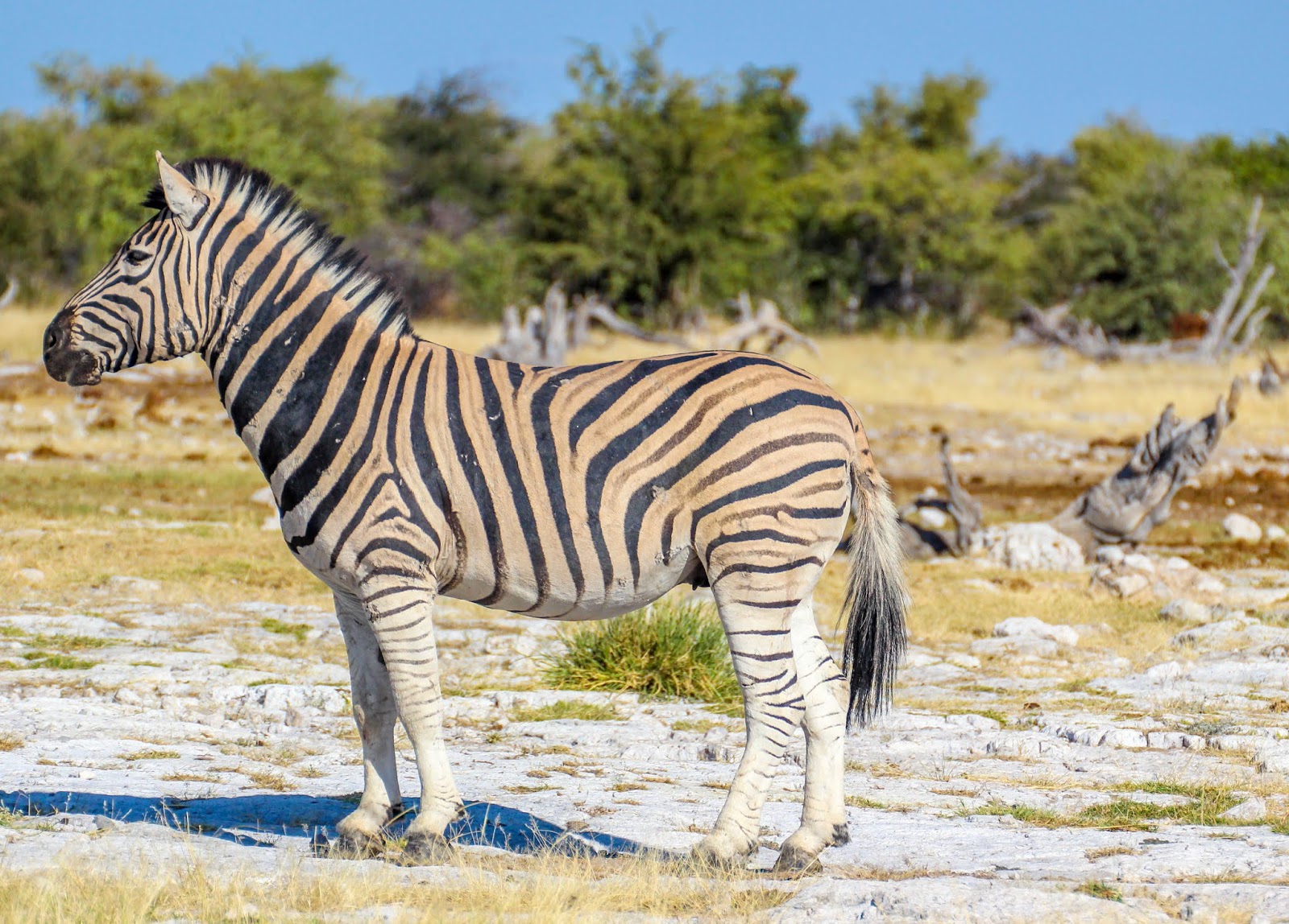 Cannundrums: Burchell's Zebra