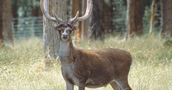 Mengenal Daging Rusa dan Manfaatnya - Rumah Petani
