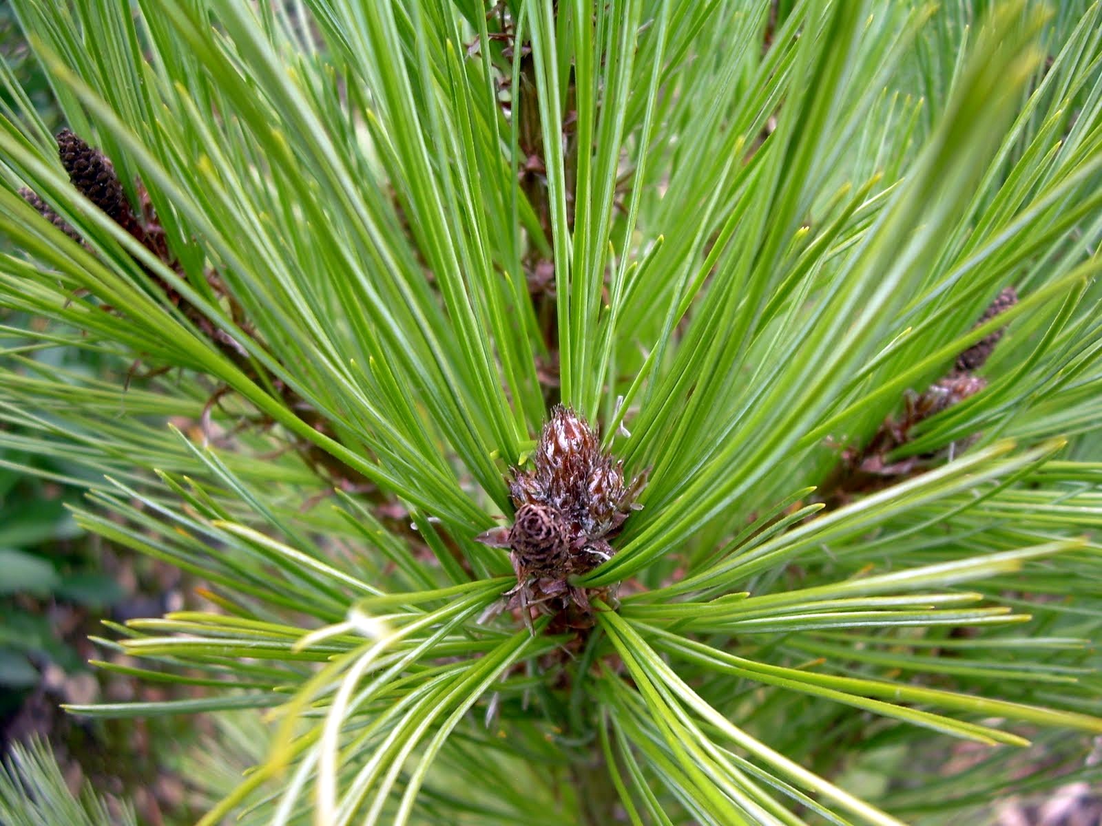 Taxonomia Plantae no Magnoliopsida: Phylum Tracheophyta Clase Pinopsida ...