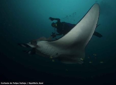 Huagra Ñaupa: La mantarraya, especie que salió de ‘peligro crítico’